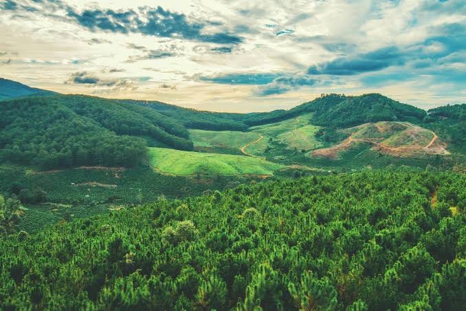 The Importance of Greenery in Modern Life | by Faiza | Medium