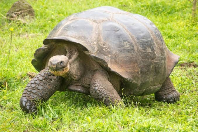 Animals That Live for 100 Years or More | by Laiba Azam | Mar, 2025 ...