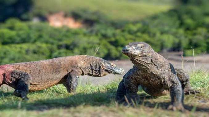 Fakta Unik Tentang Pulau Komodo Indonesia | by Silviapratama | Medium