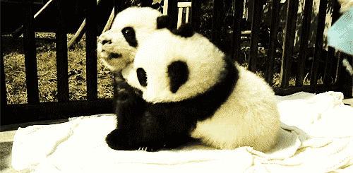 Surprised Red Panda Gif