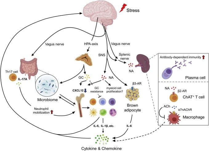 The impact of stress on the immune system | by Inshirah | Medium