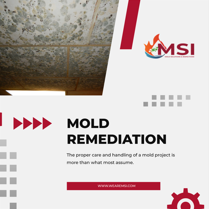 MOLD REMEDIATION SERVICES - Mold Solutions & Inspections - Medium