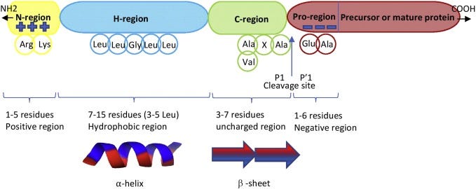 Deciphering the Beauty of Signaling Peptides: Understanding How They Work and Their Importance ...