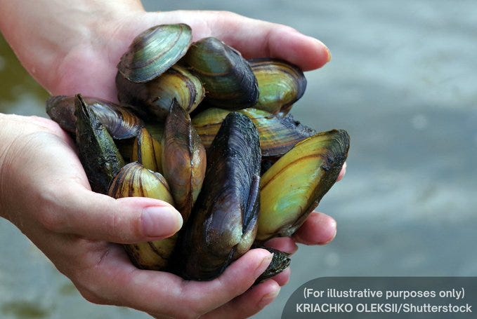 Unsafe Mussels from Port Dickson: Fisheries Department Issues Warning ...