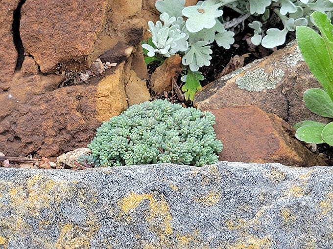 Crevice Gardens: Rock Gardening with a Vertical Twist | by The Garden ...
