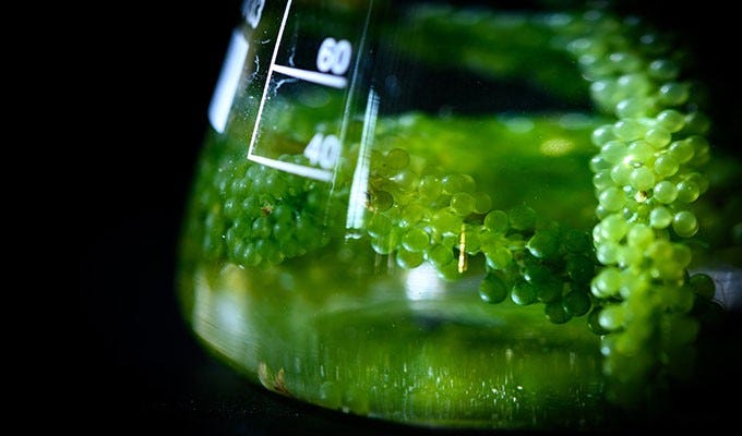 Biofuels and synthetic biology. How synthetic biology has influenced ...