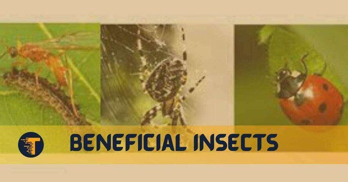 15 Types Of Beneficial Insects Comprehensive Guide - Theenfo - Medium