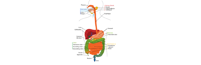 How to Perform a Gallbladder Flush | by Alex Akselrod | Medium