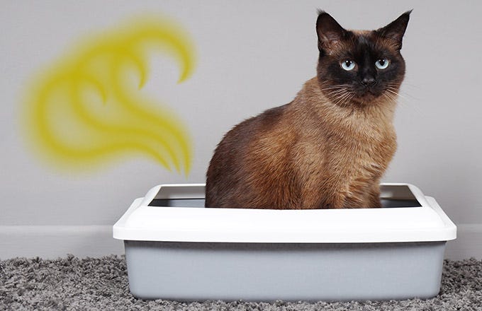 Tracking down the Ideal Litter for a Cleaner and Better Home | by Mirah ...