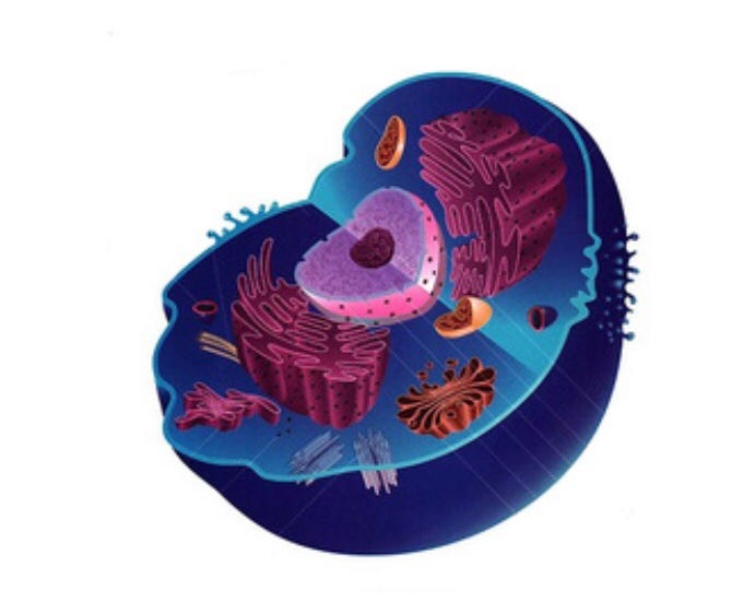 How does PBM work?. The therapy laser radically increases… | by Kindra ...