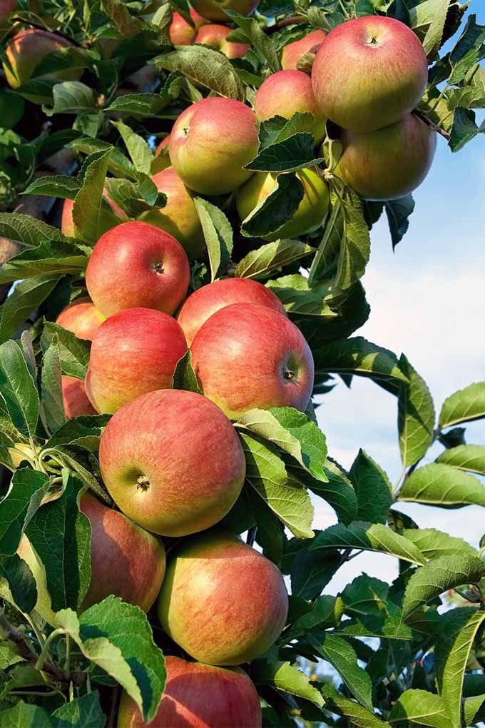 The Power of Apples: Health Benefits and Nutritional Value | by Kitty ...