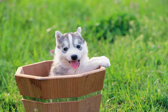 Husky Puppy | by Nan Soe Mya Kalayar | Medium
