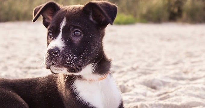 What to Look for in a Dog Monitor | by RV PetSafety | Medium
