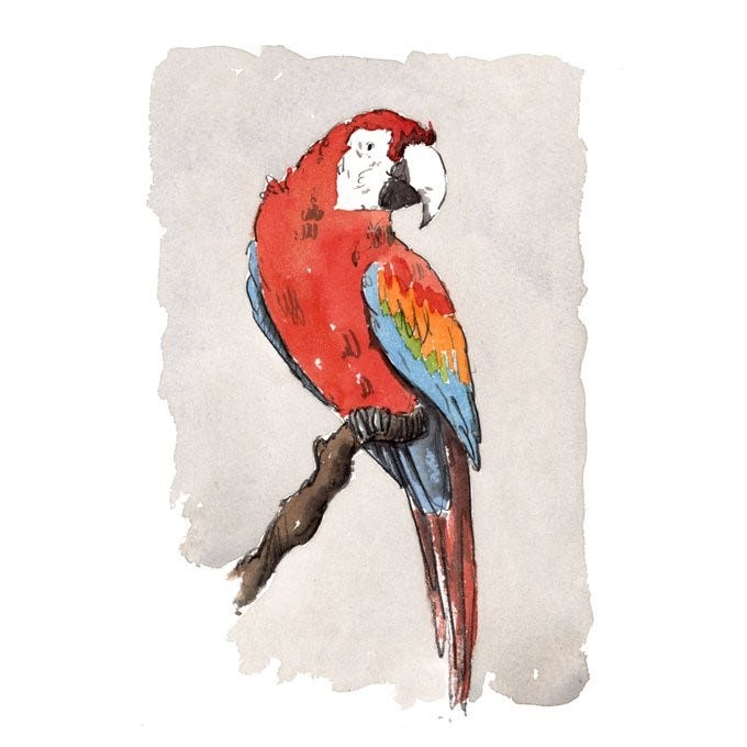 World Parrot Day — 31 May. We are excited and very proud to reveal ...