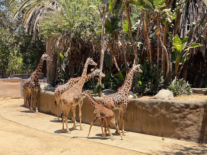 An Exciting Journey at the Los Angeles Zoo: Discovering Wildlife ...