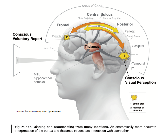 Cortex enables conscious experiences: The cortico-thalamic system | by ...