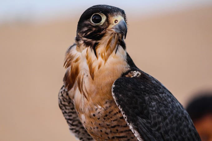 Explore the Beauty of Evening Desert Safari Adventure - Safeway Tourism ...