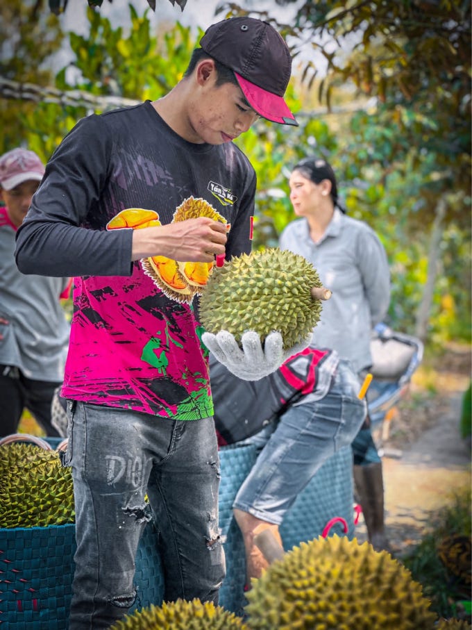 Durian harvesting, a job that pays nearly $4,000 a month | by Usman ...