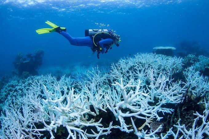 Coral Bleaching: Kerusakan Pada Karang Hidup atau Mati? | by ...