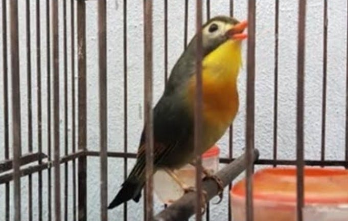 Cara Merawat Burung Robin. Halo sobat kicau !. Kembali lagi masih… | by ...