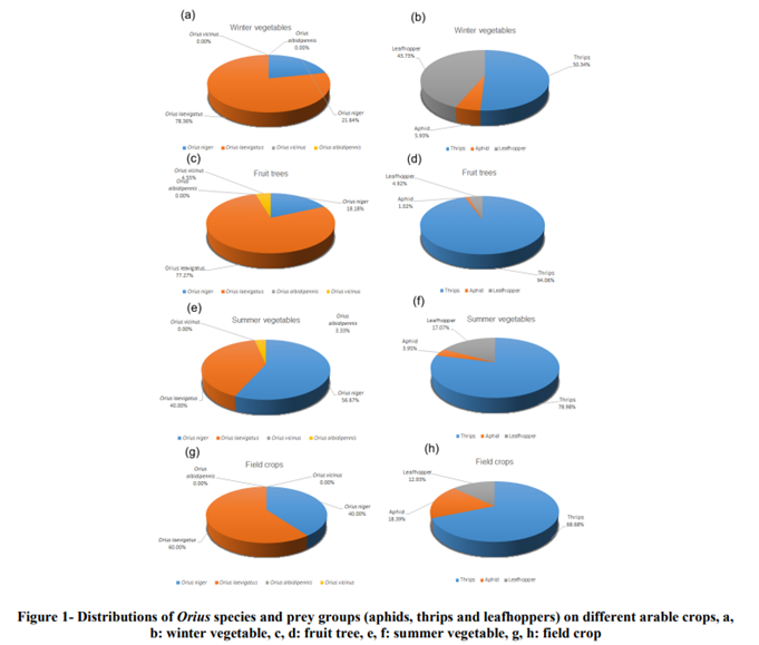 An Analysis of Predatory Bugs (Orius spp., Hemiptera: Anthocoridae) and ...
