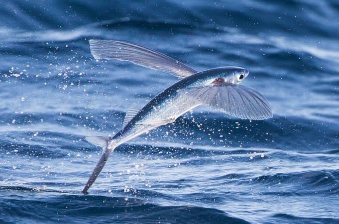 Exocoetidae, a miraculous flying fish | by Mr. Oracle | Medium