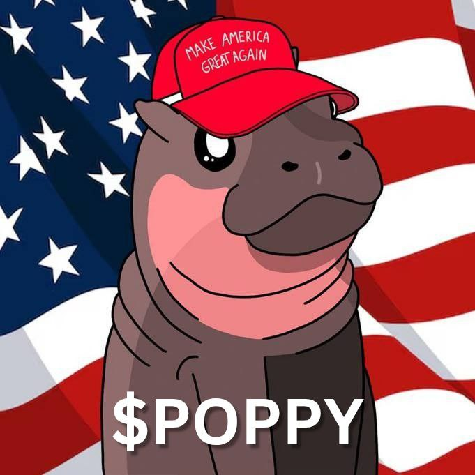 Poppy the Pygmy Hippo: America’s Crypto Darling | by Sgt Blender | Jan ...