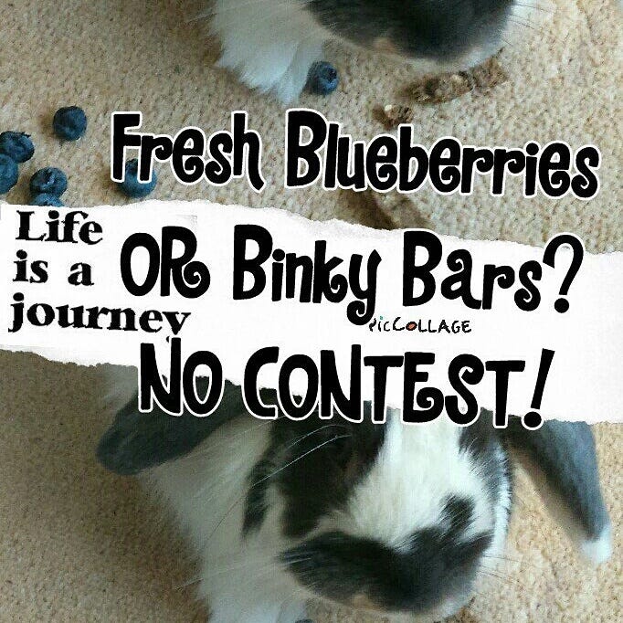 #Rabbits #BinkyBars #treats #love | by Binky Bars Ltd - about.me ...