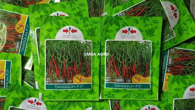 5 Varietas Cabe Merah Keriting Paling Menguntungkan! | by Lmgaagro | Medium