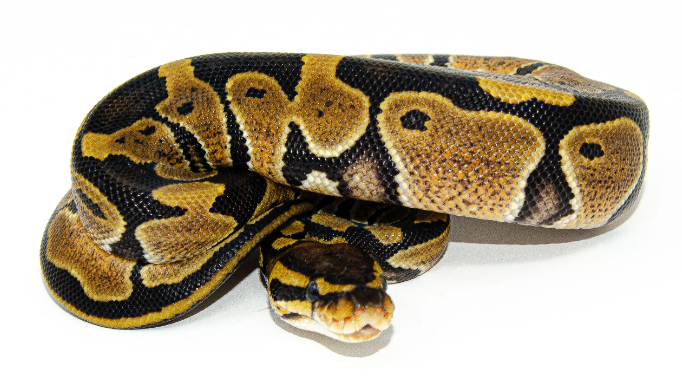 The Snake-Seeker Hypothesis | by Minsoo Kim | May, 2023 | Medium