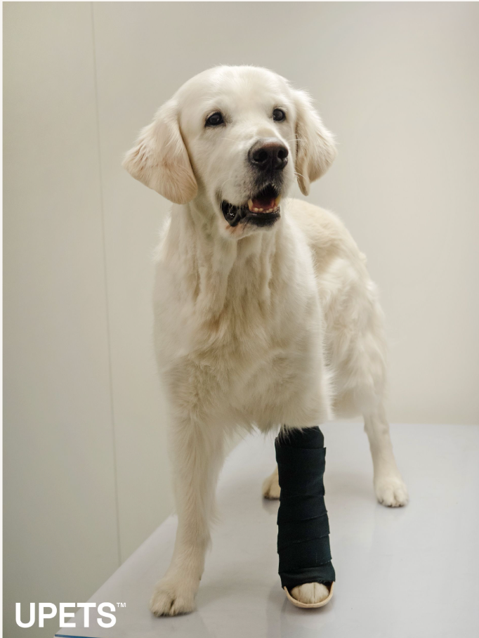 Study finds groundbreaking new cast for pets reduces complications ...