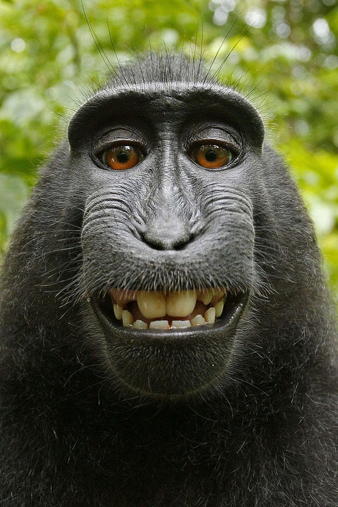 Seduced by Selfies. All the different analyses and… | by Ben Kadel | Medium