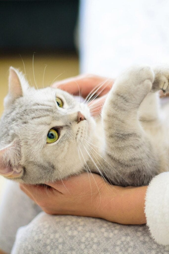 Cat body language. Cat body language | by Shili Imed | Medium