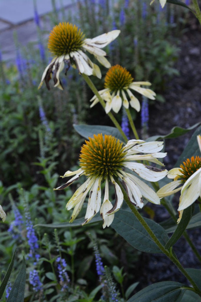 The August Garden. As we hit the midpoint of August and… | by John ...