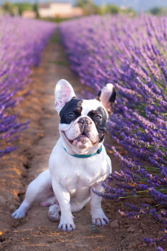 Is lavender safe for dogs?. Is lavender safe for dogs? | by Shili Imed ...