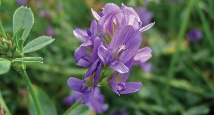 Lucerna — SANDRA. Soi semiprecoce | by ITC Seeds | ITC Seeds | Medium