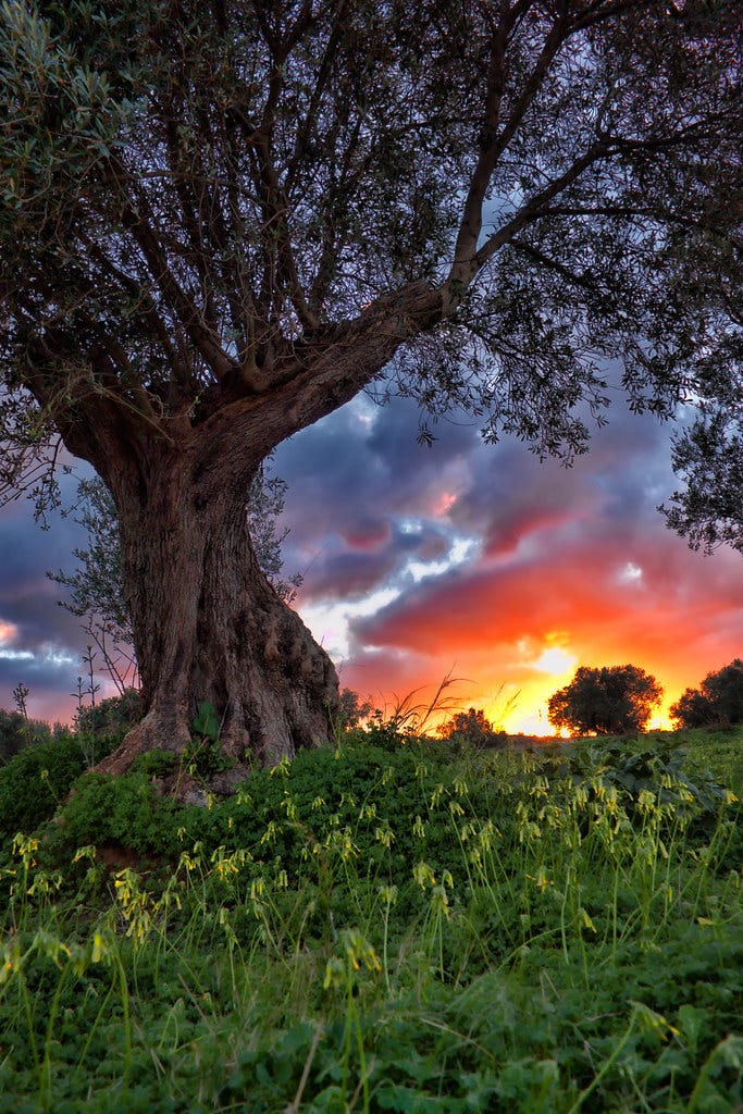 When Your Bones Feel At Home. finding ears in bones | by Harry Stefanakis | Medium