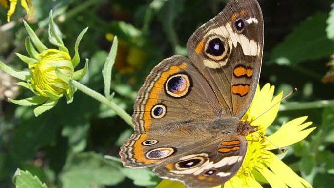 Do predators actually mistake eye-shaped markings for eyes? | by Lisa ...
