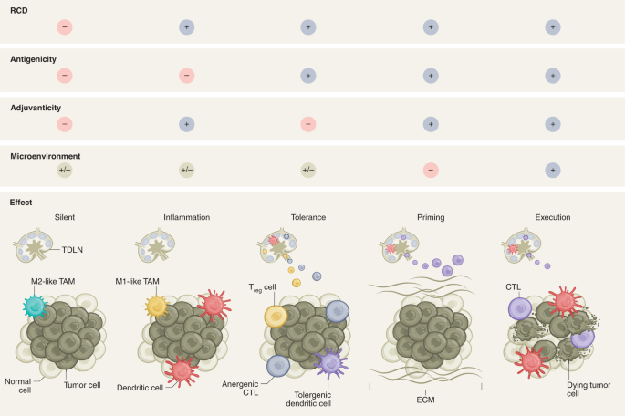 Immunogenic cell death: Something we cannot miss when talking about ...