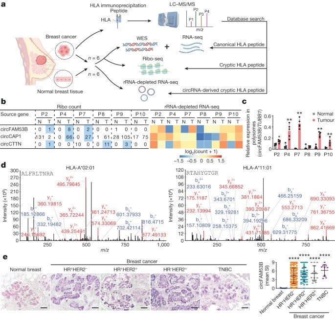 Tumour circular RNAs elicit anti-tumour immunity by encoding cryptic ...