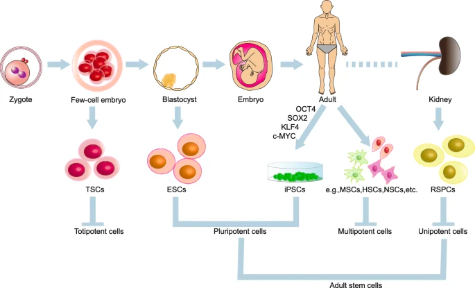 Exploring Potential Methods for Kidney Cell Regeneration | by Adhithi ...