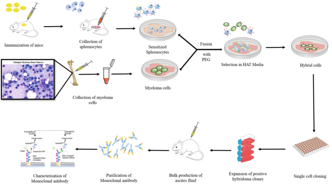 Freund’s Incomplete Adjuvant and Antibody Production | by Guangzhou Changyu Biotechnology ...