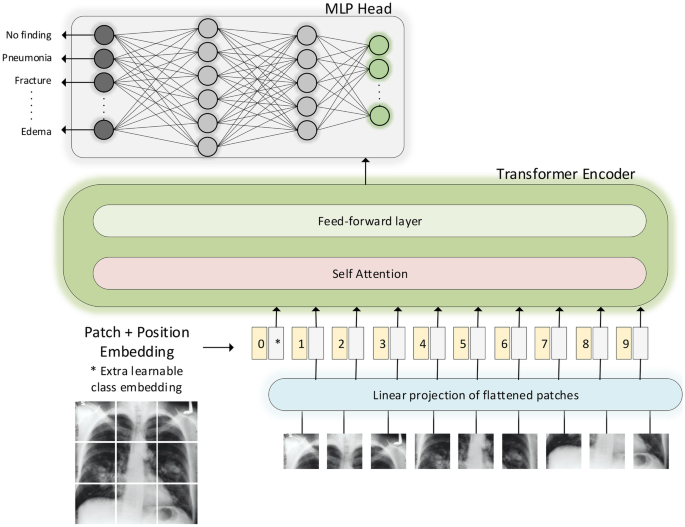 Understanding Vision Transformers: The Future of Image Recognition ...