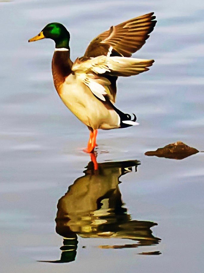 The Oversaturation of Nature Photography on Flickr | by Paul A Domenick ...