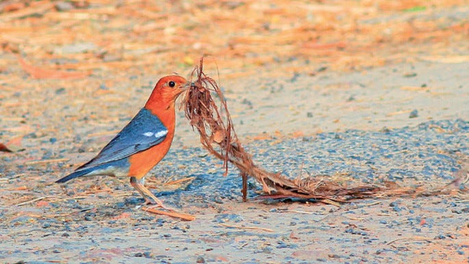 How the Names of All Birds in Bangladesh Were Given in Bengali | by ...
