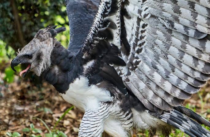 12 Most Dangerous Birds. 12 most dangerous birds | by Muhammad Zahid ...