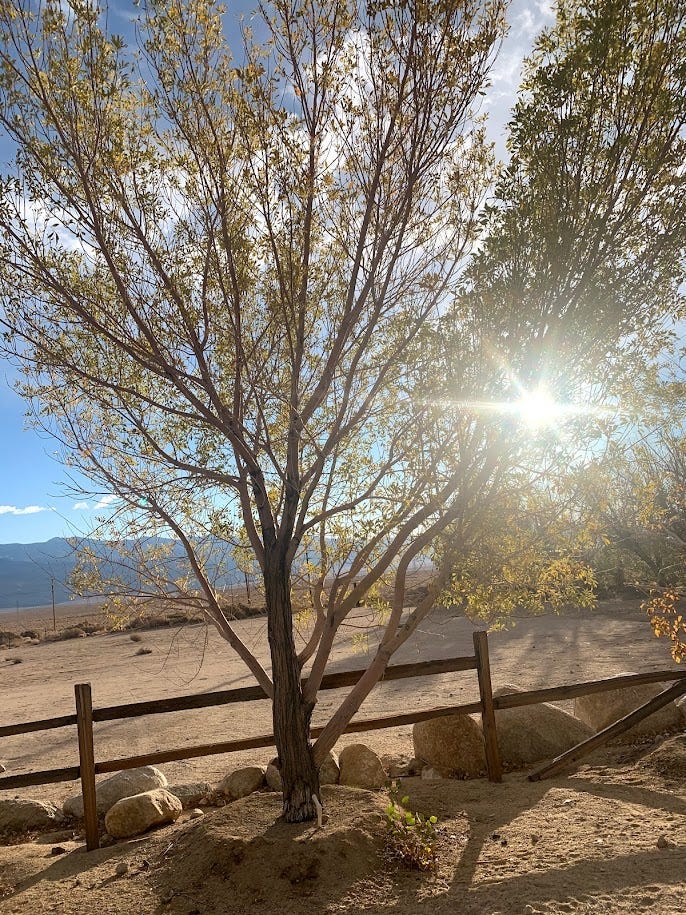 Whenever I Gaze Upon a Tree. Take a look at the pictures of some of… | by Brenda Mahler | Mystic ...