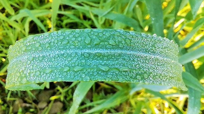 How Morning Dew Transforms a Simple Garden | by Mubara Khalid | Medium