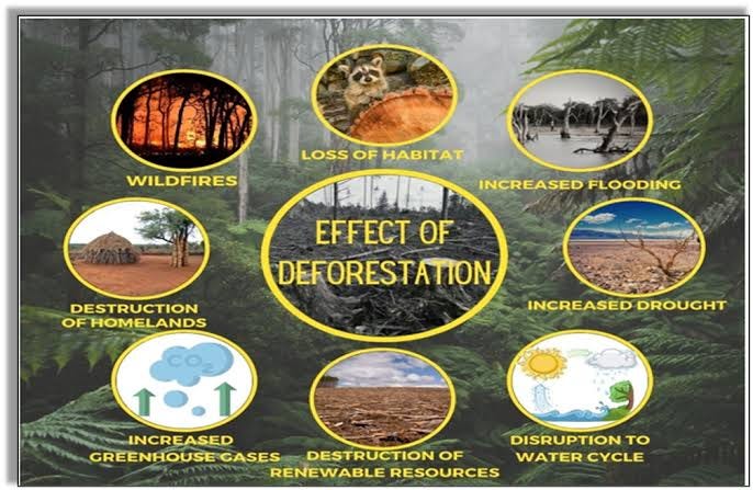 Deforestation: The Devastating Consequences of Human Action and the ...