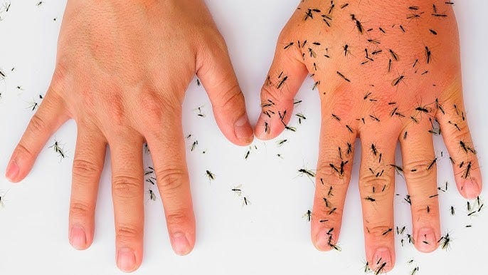 What happens if 100 mosquitoes bite your hand? | by Knowledge Hub | Medium